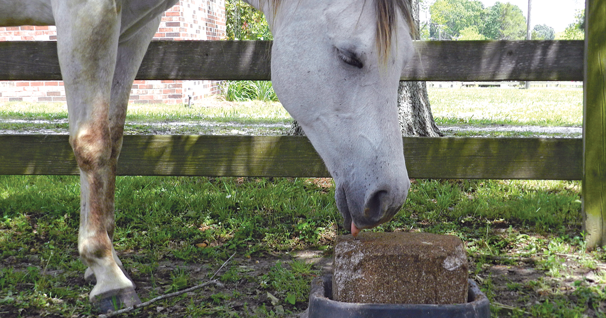 Sweetlix - ClariFly: A new option in fly control for cattle and horses