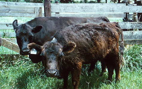 Sweetlix - Challenges of fescue toxicosis