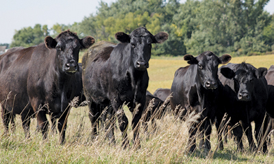 Sweetlix - On-farm feed mixing and VFDs