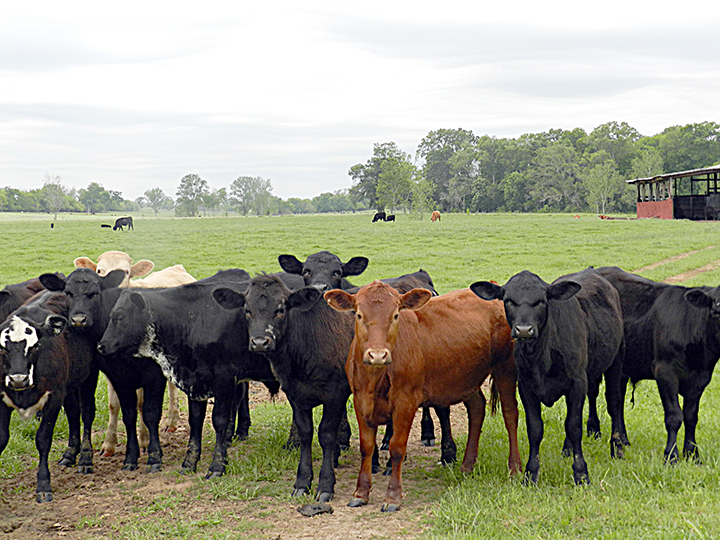 Sweetlix - Protect your investment from wheat pasture bloat