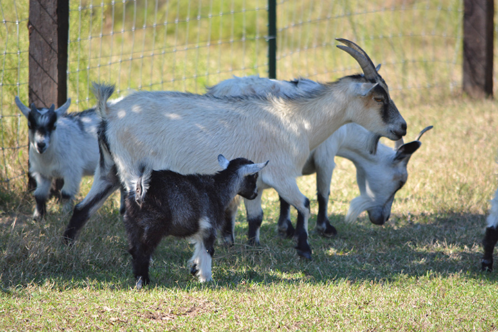 Sweetlix - Designing a controlled grazing system for goats