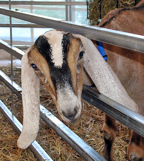 Sweetlix - Avoiding the sulfur trap