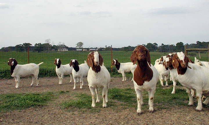 Sweetlix - Preparing bucks for breeding