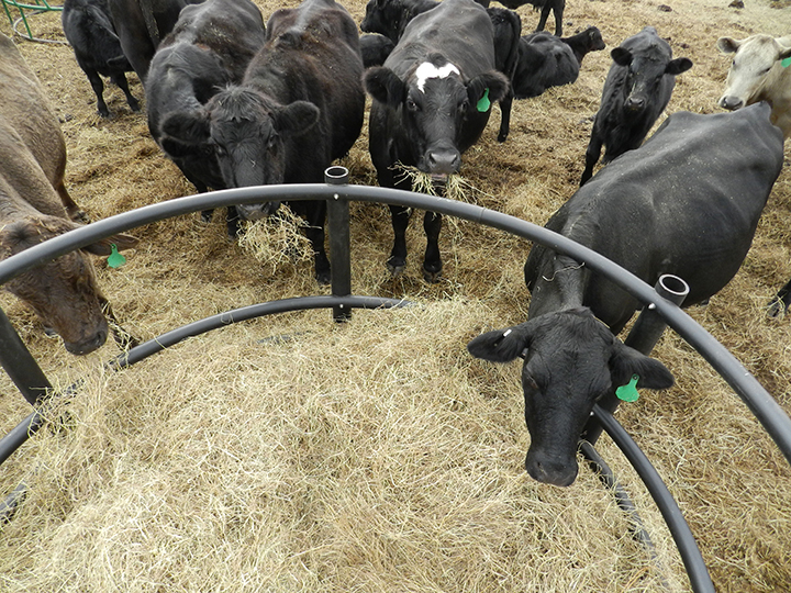 Sweetlix - Hay feeder choice can save you thousands each year!