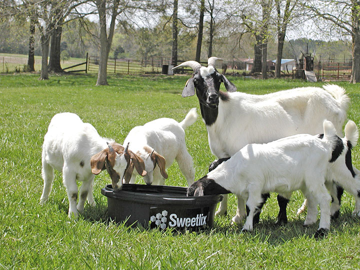 Sweetlix - Acidosis in goats