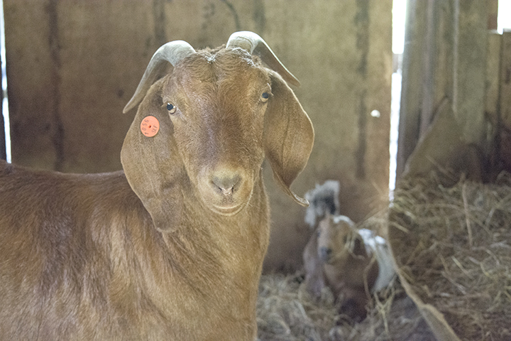 Sweetlix - Urinary stones in goats