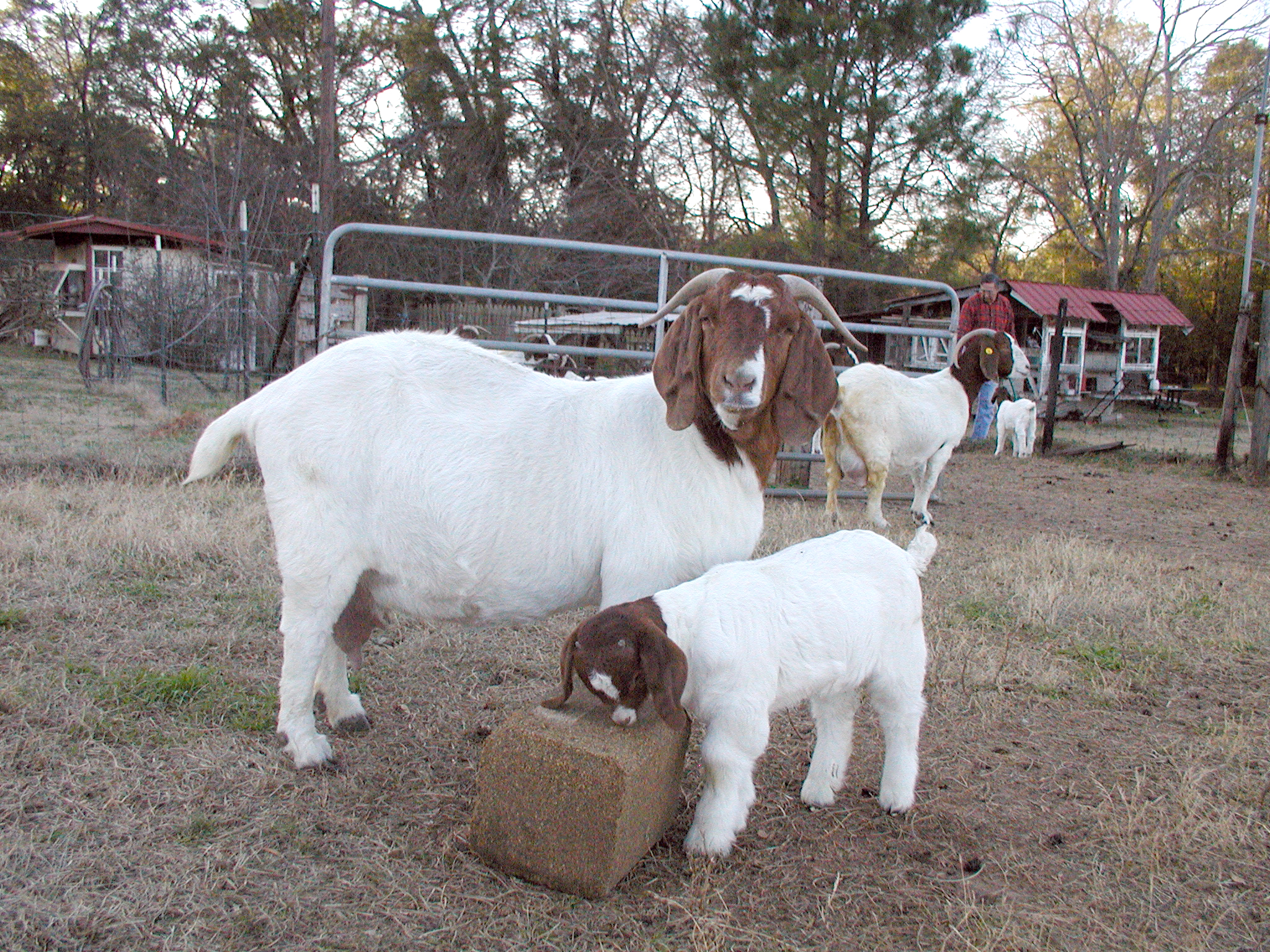 Sweetlix - Give Kids a Healthy Start with High Quality Colostrum